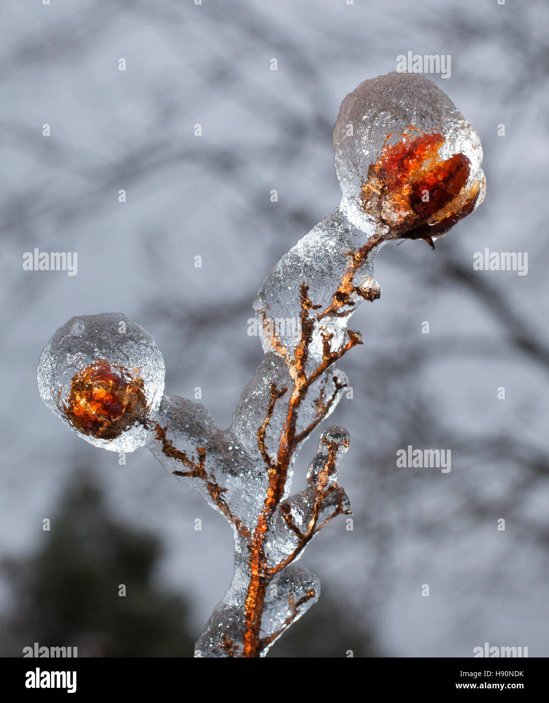 Crape myrtle that has been covered in ice during a storm Stock Photo ...