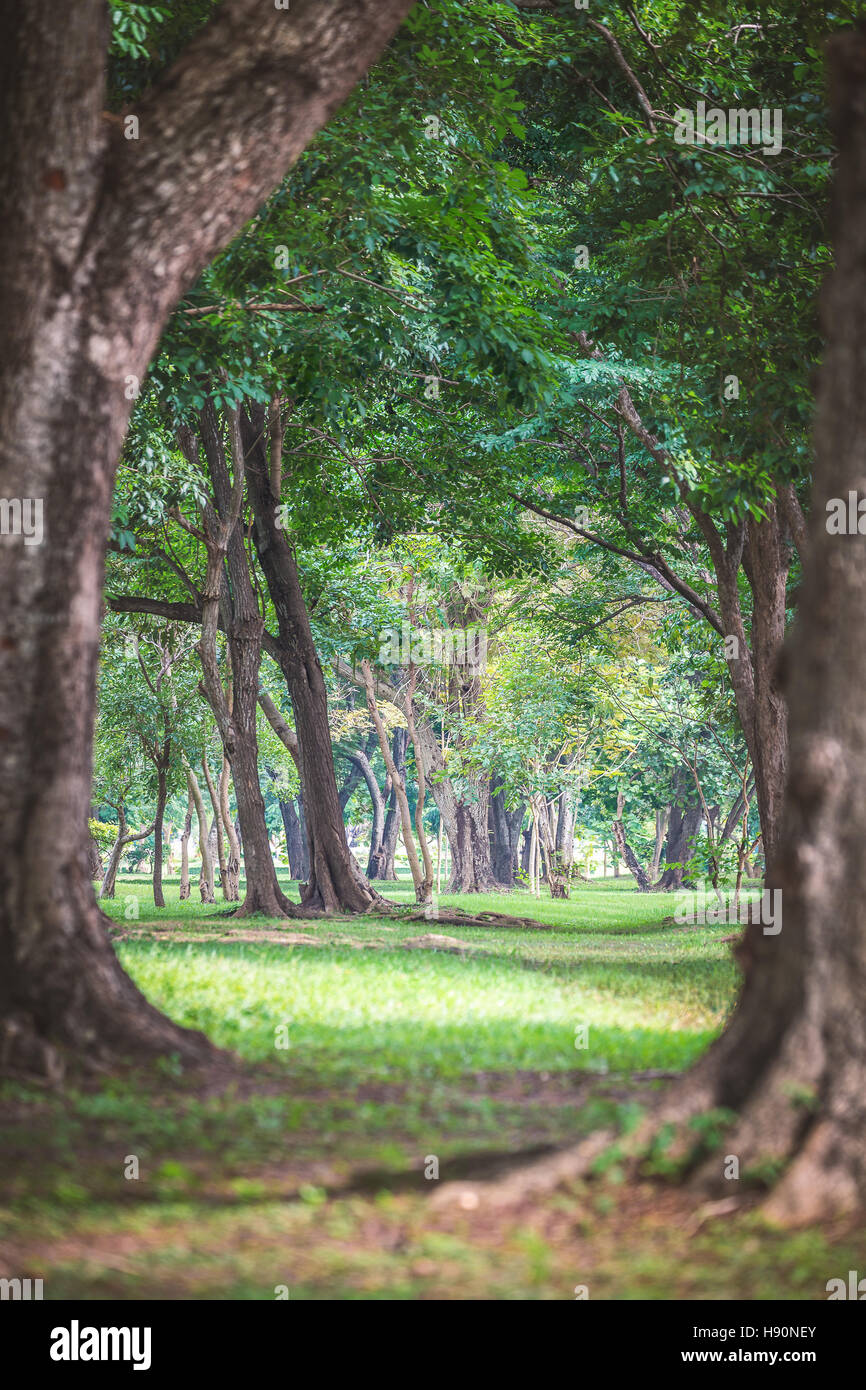Vertical scene on far away trees inside public park surrounded trees ...