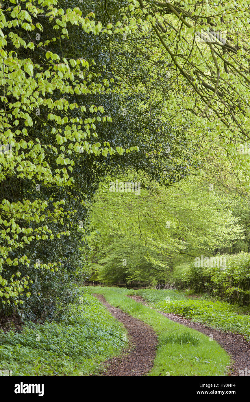 Forest path with beech trees hi-res stock photography and images - Alamy