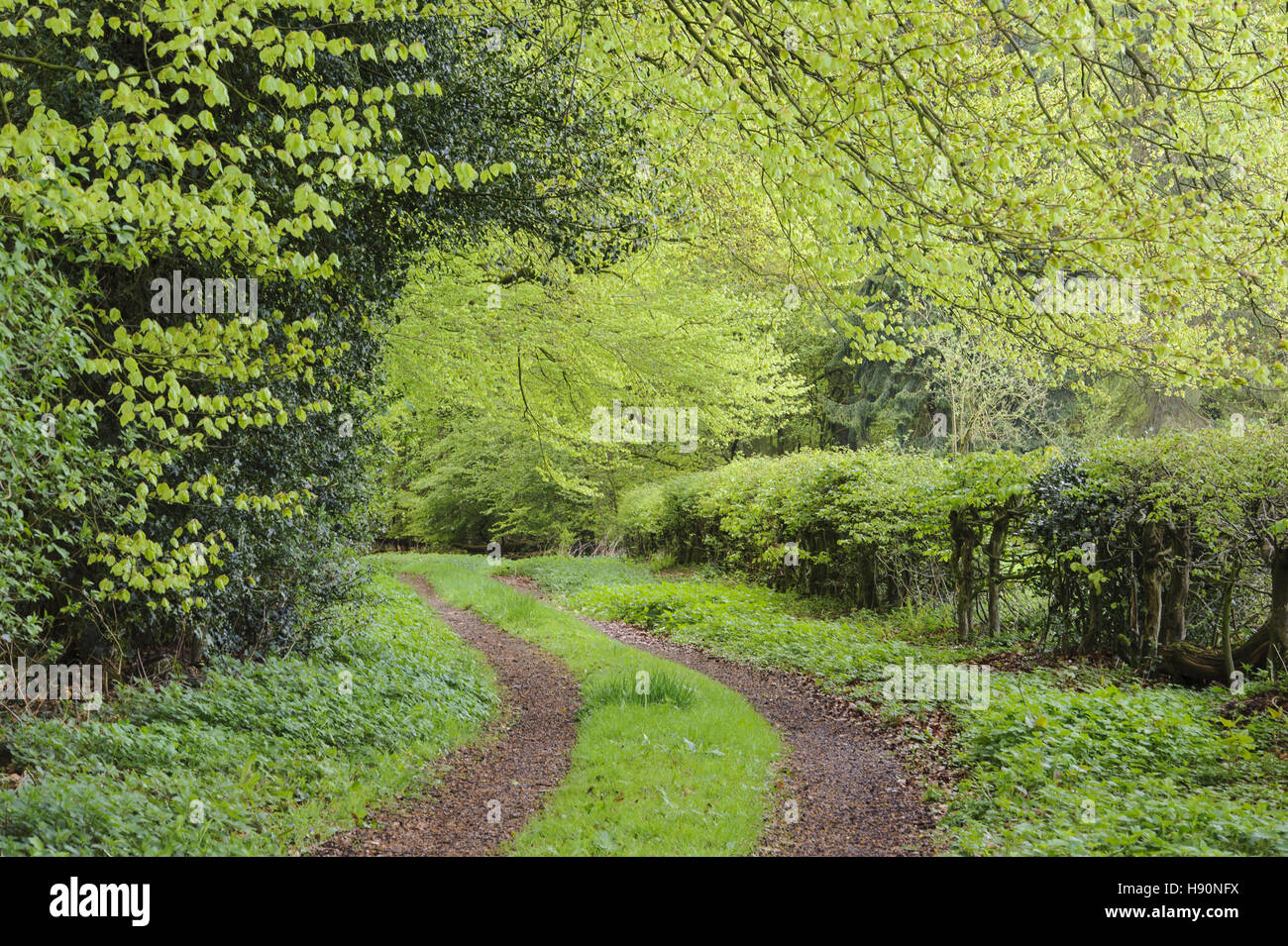 Forest path with beech trees hi-res stock photography and images - Alamy