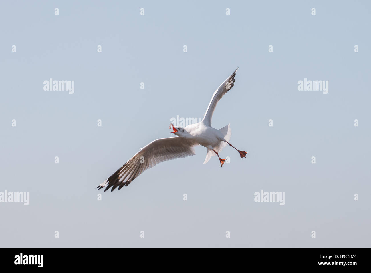 Seagull food hi-res stock photography and images - Alamy