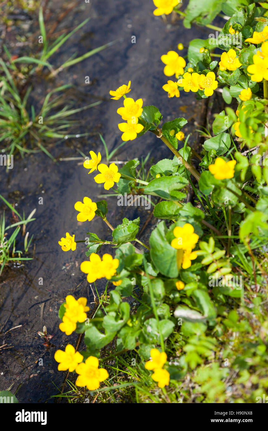 Common marsh marigold hi-res stock photography and images - Alamy