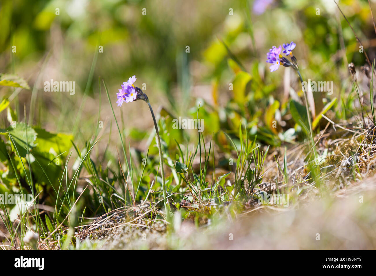A threatened species of wildflower. Scandinavian Primrose - Primula ...