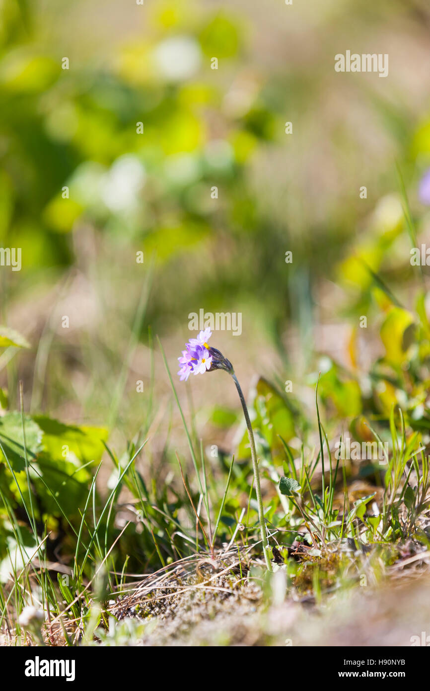 A threatened species of wildflower. Scandinavian Primrose - Primula ...