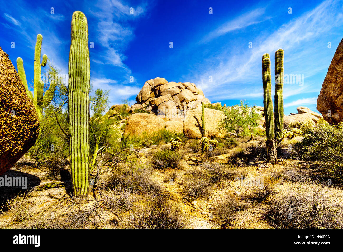 Desert Landscape Cactus