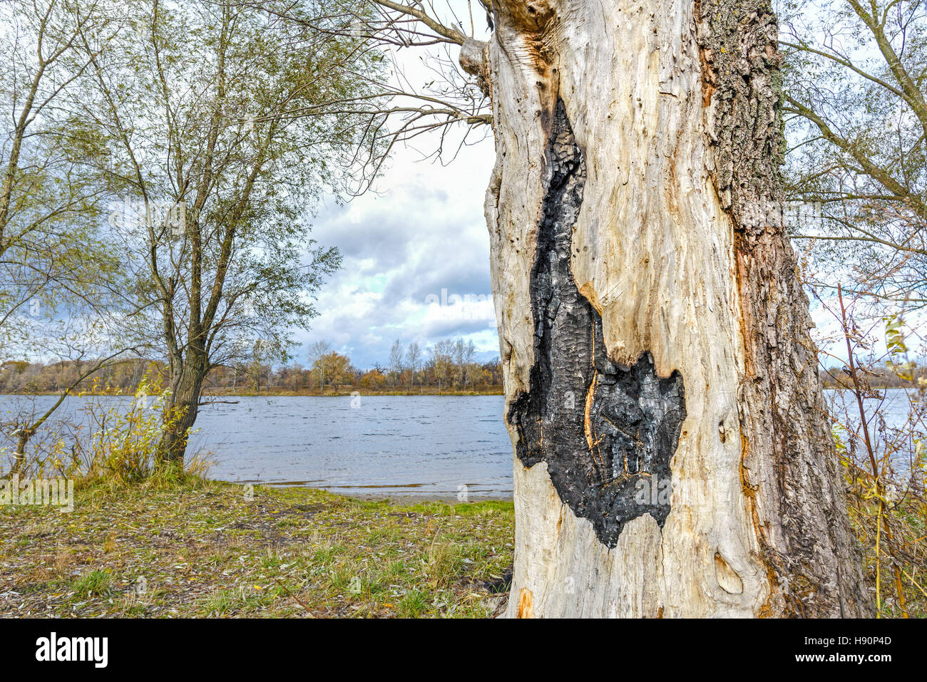 Burnt willow tree trunk close to the Dnieper river in Kiev, Ukraine, at ...