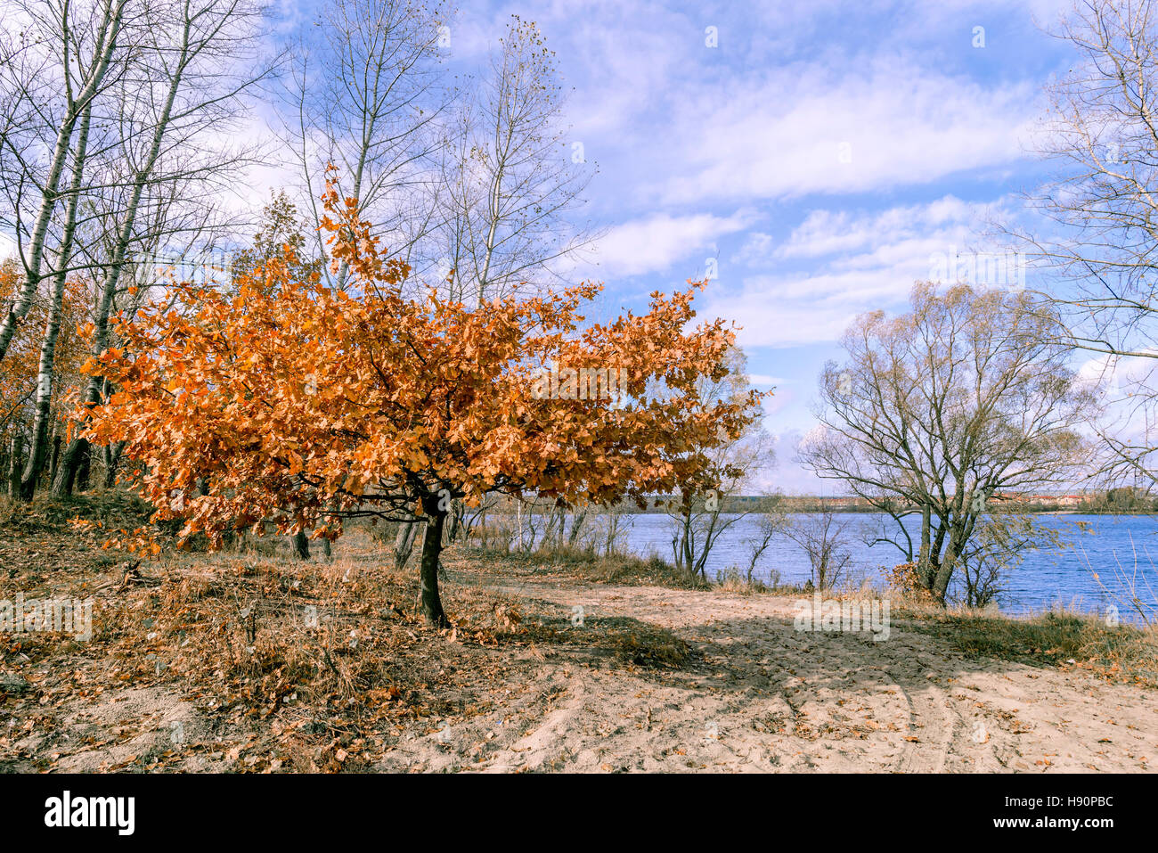 Young little orange oak tree close to the Dnieper river in Kiev ...
