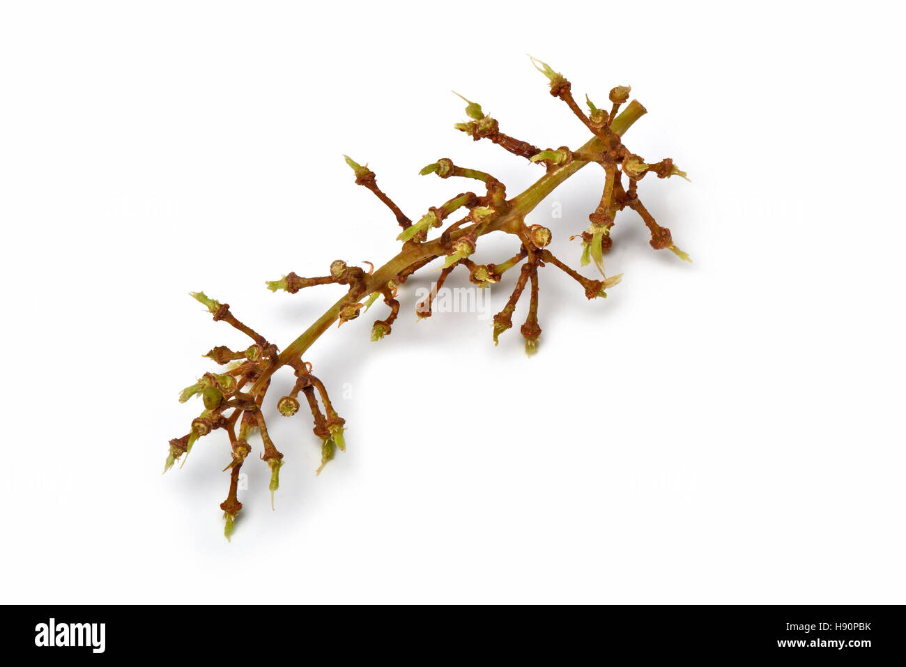 Branch of grape isolated on white Stock Photo - Alamy