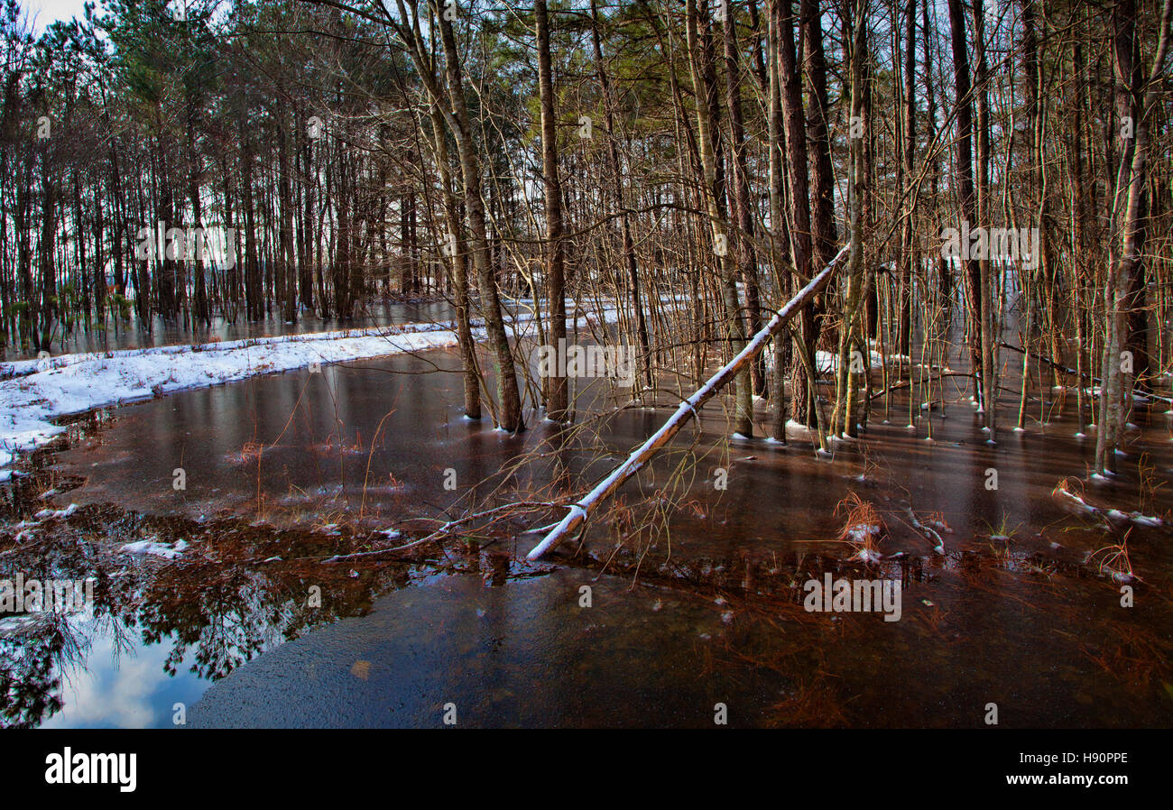 Group of trees with water and snow and ice Stock Photo - Alamy