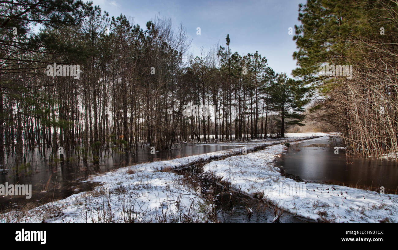 North Carolina treeline surrounded by water with ice and snow Stock ...