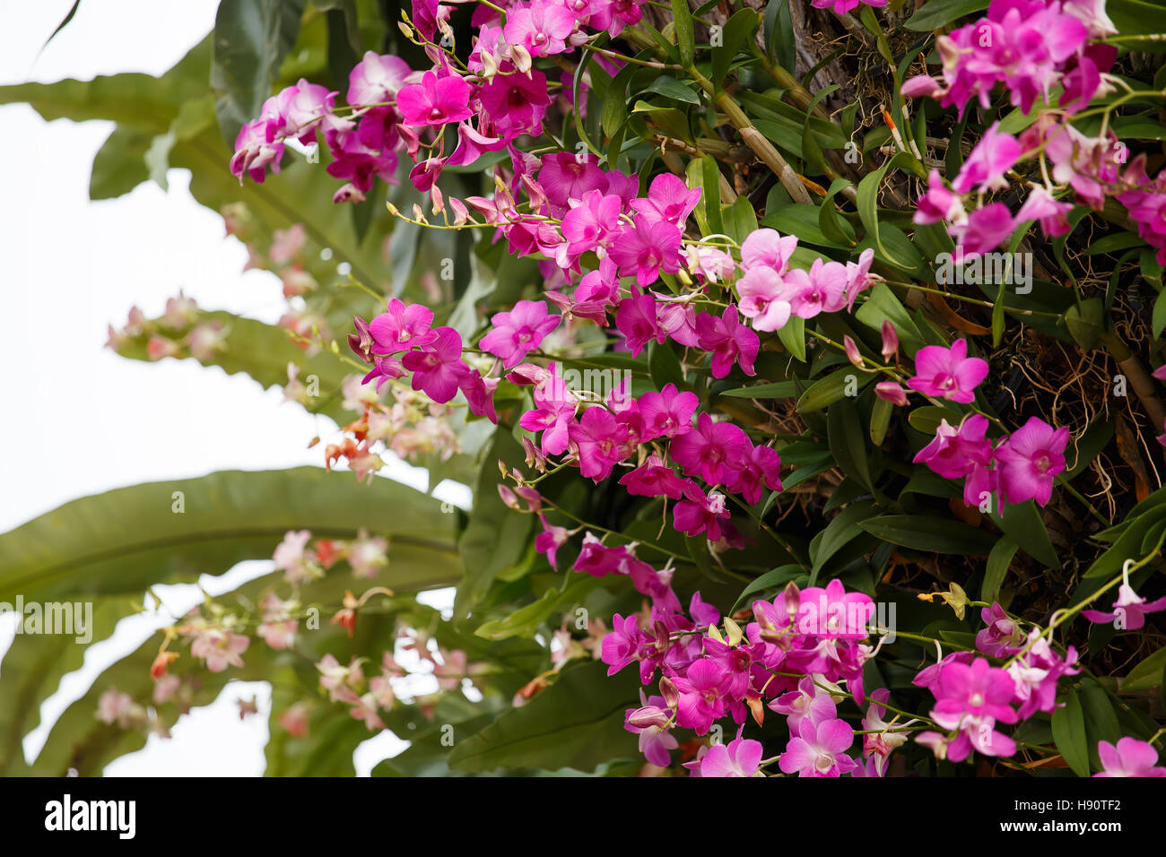 Orchid on tree in garden Stock Photo - Alamy