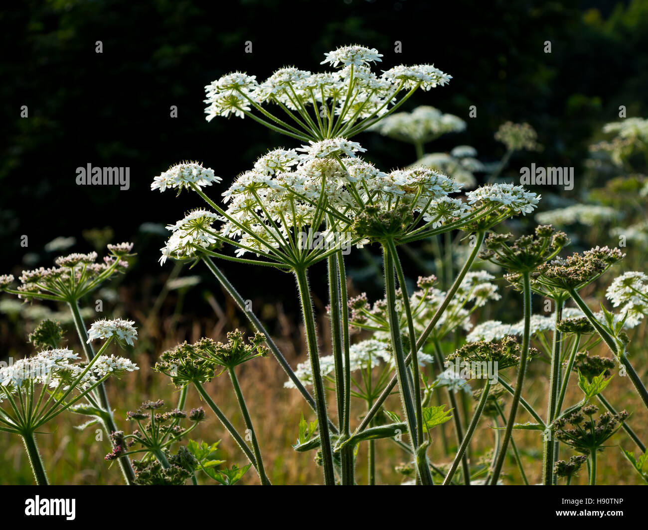 Anthriscus sylvestris or cow parsley, wild chervil, wild beaked parsley ...
