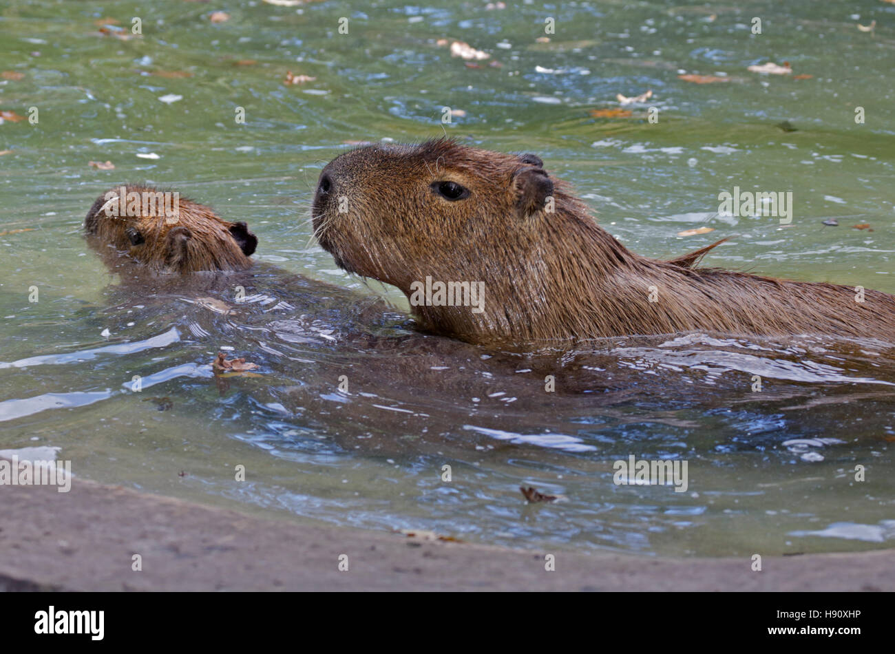 Capybara (hydrochoerus hydrochaeris) mating in pool Stock Photo - Alamy