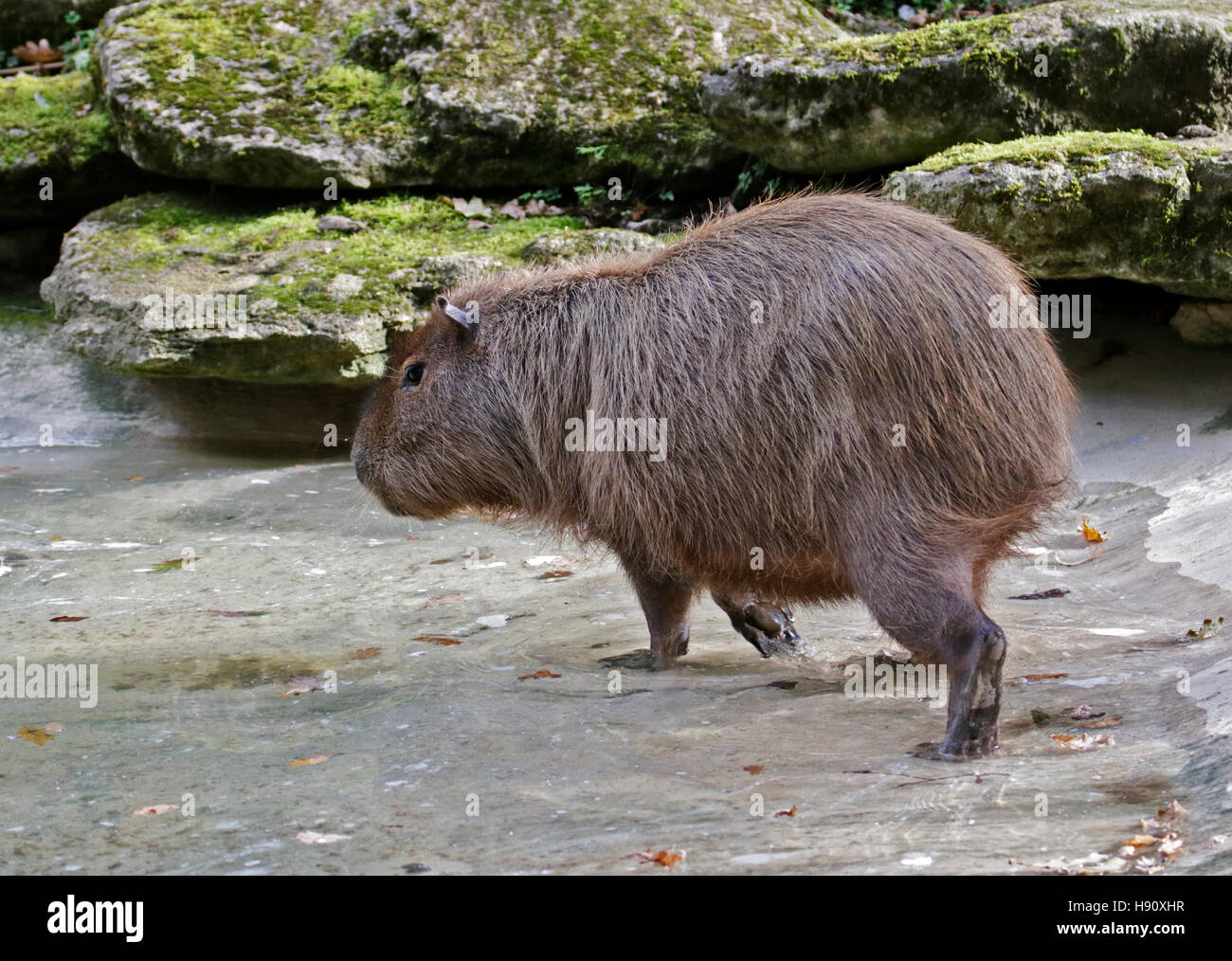 Capybara life capybaras walking swimming hi-res stock photography and ...