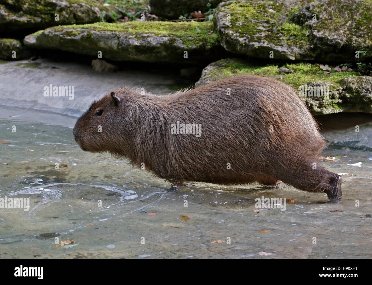 Capybara life capybaras walking swimming hi-res stock photography and ...