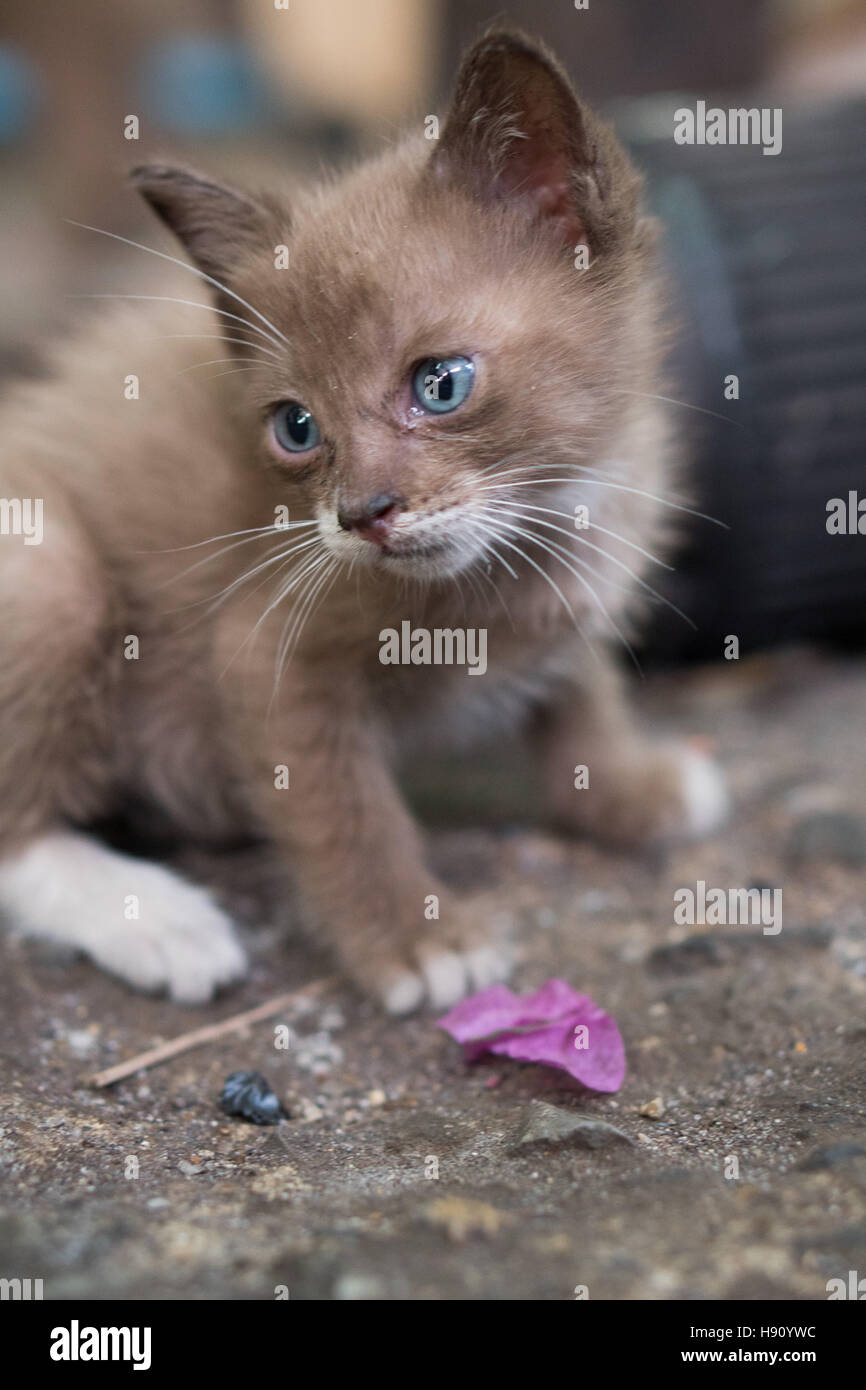 Portrait of beautiful kitty with blue eyes sitting outdoors and looking ...