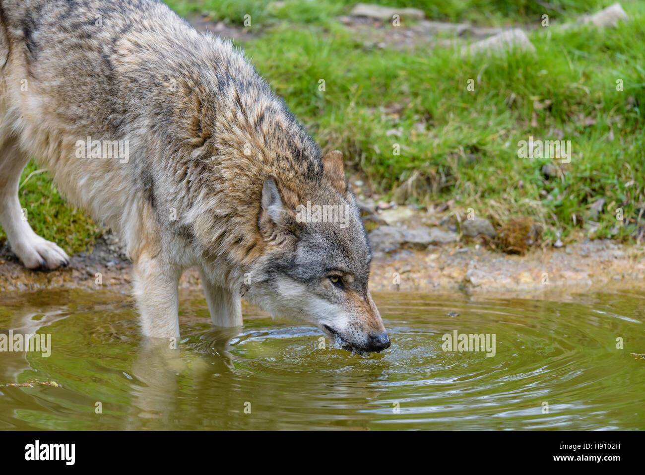 Europaeischer Wolf, Canis lupus, European grey wolf Stock Photo - Alamy