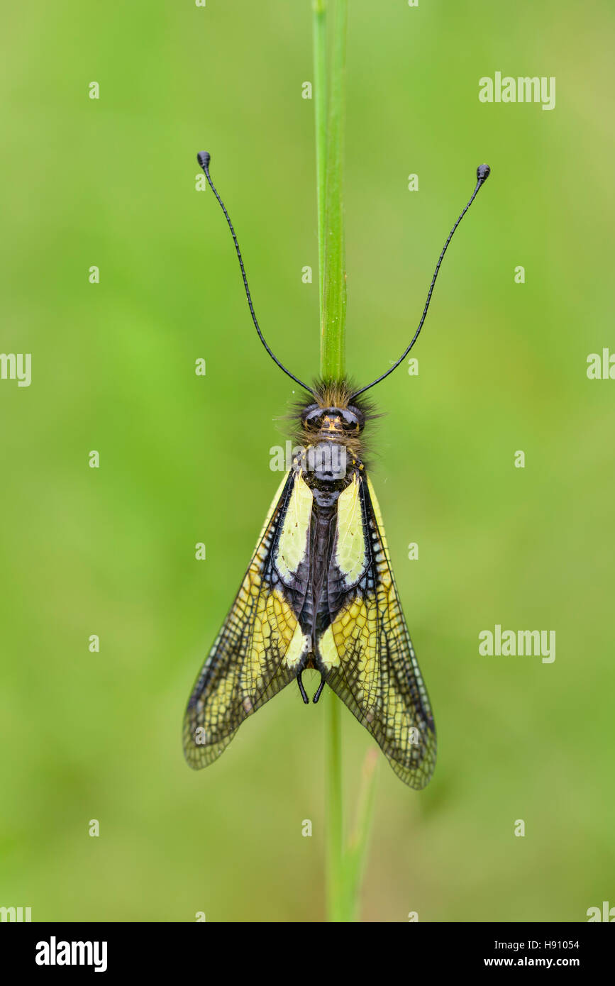 Libelloides High Resolution Stock Photography and Images - Alamy