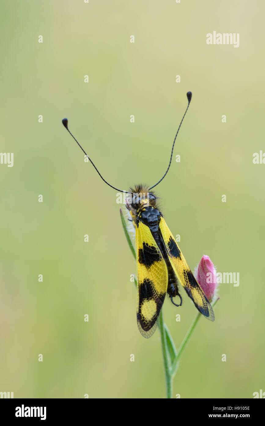 Oestliches Schmetterlingshaft, Libelloides macaronius, Ascalaphid ...