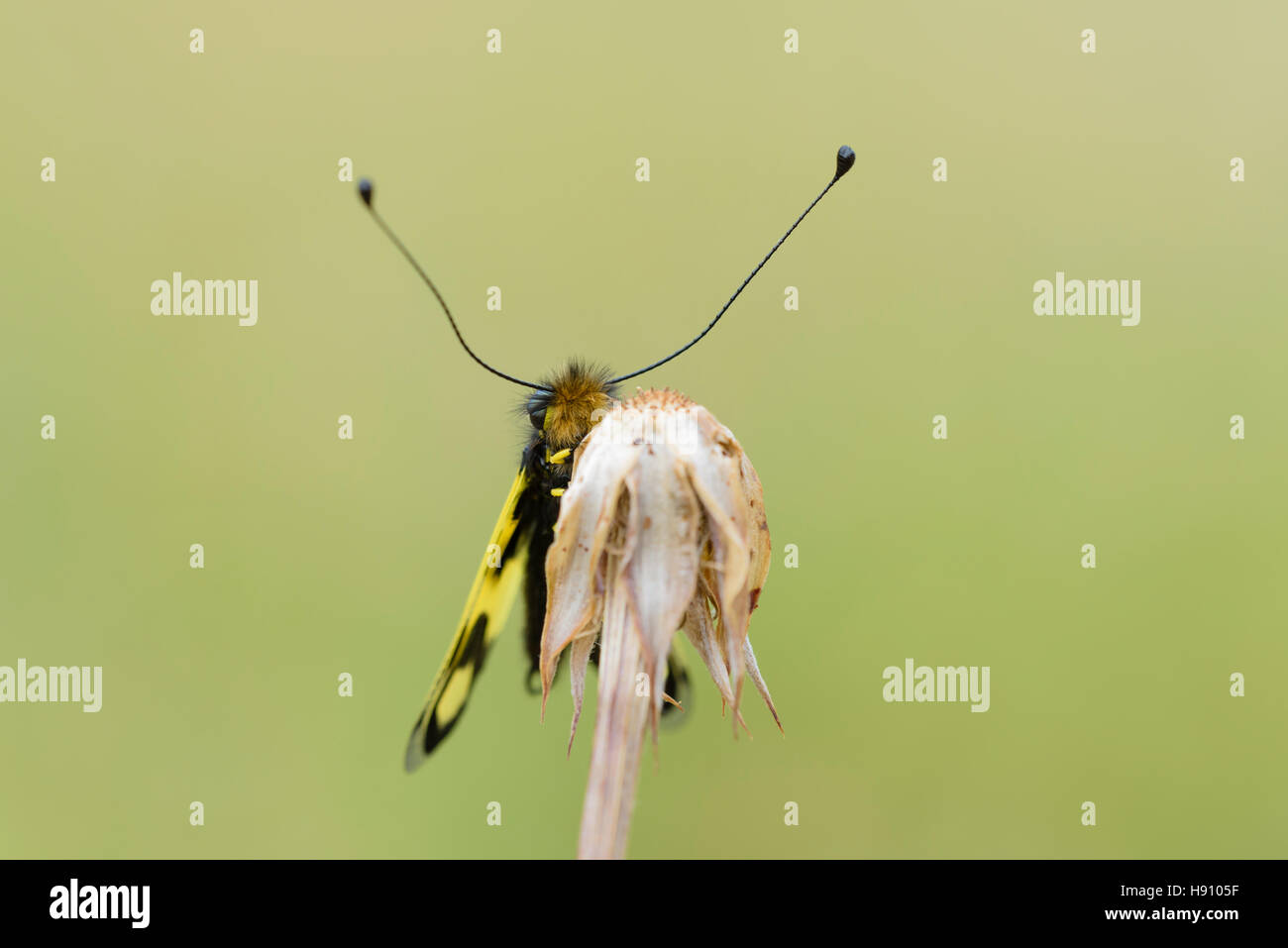 Oestliches Schmetterlingshaft, Libelloides macaronius, Ascalaphid ...