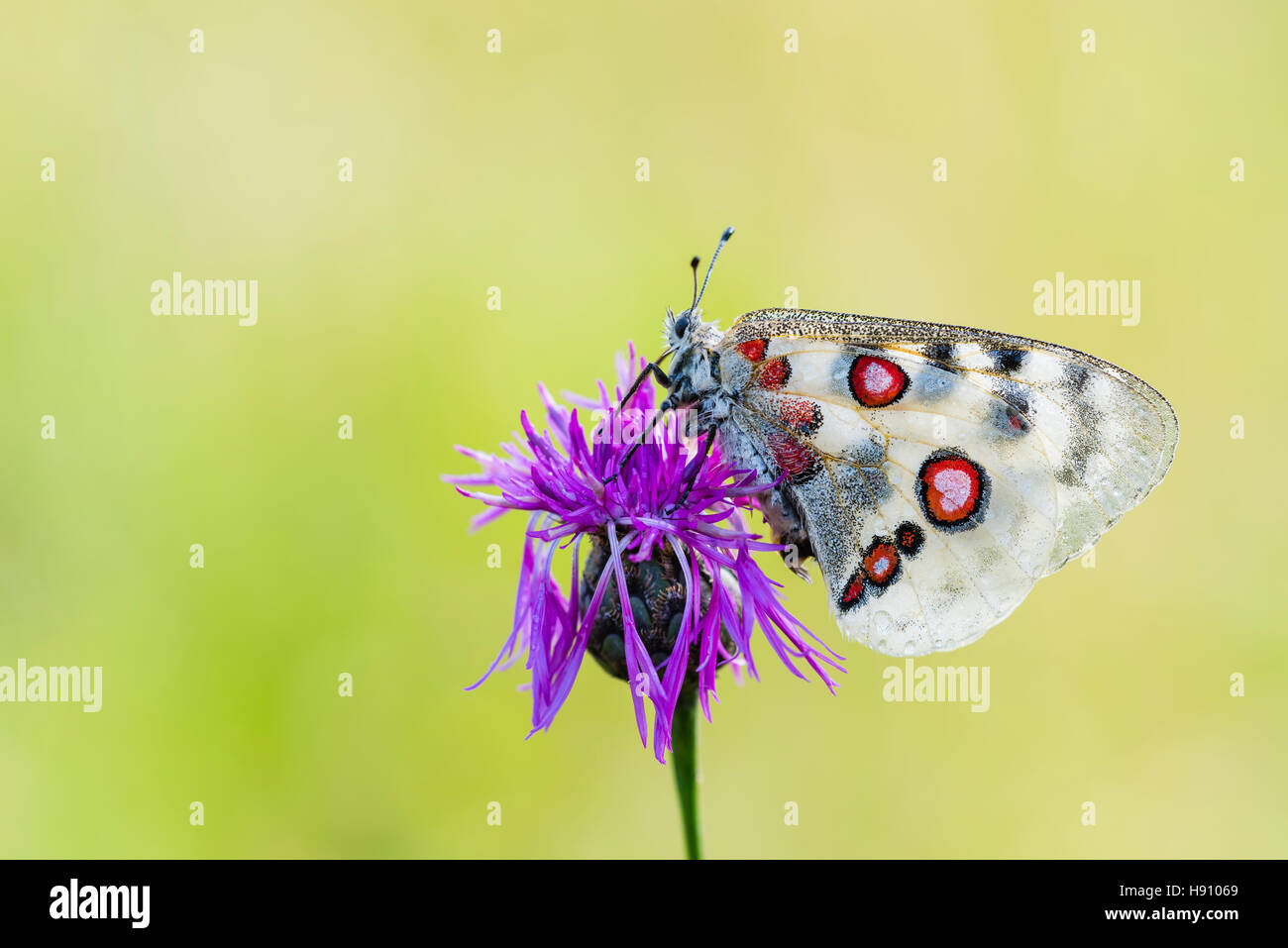 Roter Apollofalter Weibchen, Parnassius apollo lithographicus, Female ...