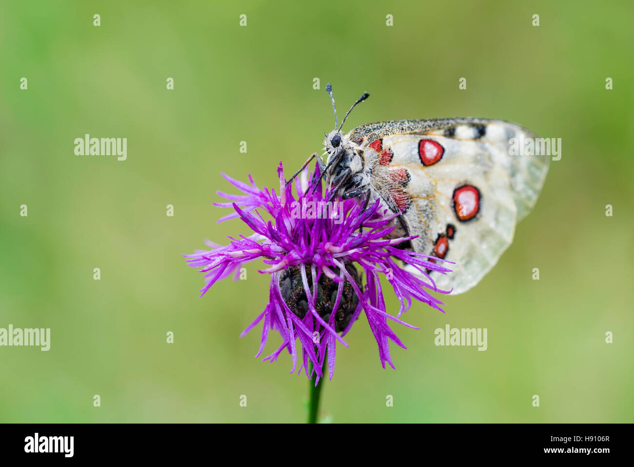 Roter Apollofalter Weibchen, Parnassius apollo lithographicus, Female ...
