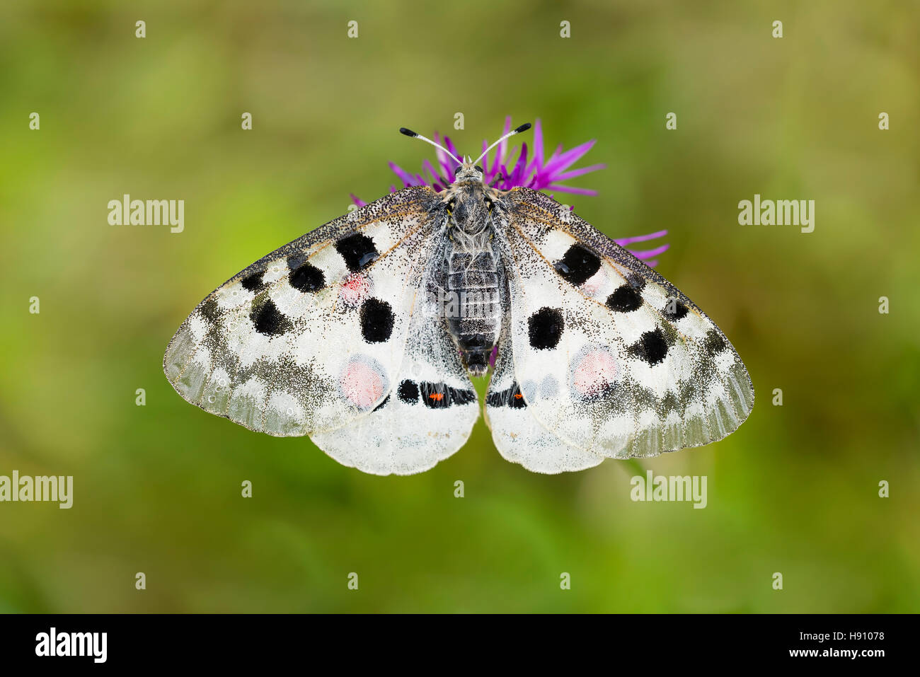 Roter Apollofalter Weibchen, Parnassius apollo lithographicus, Female ...
