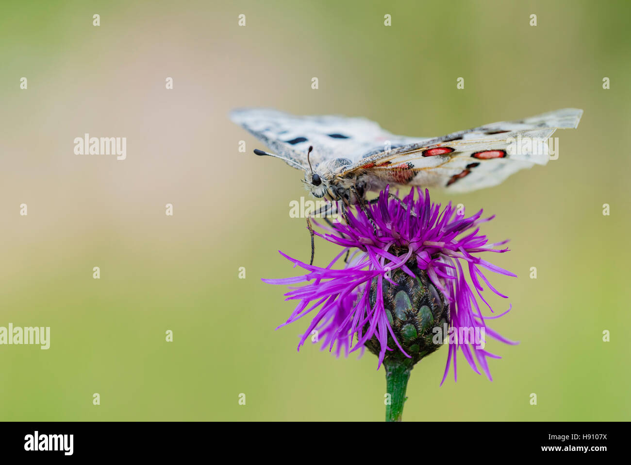 Roter Apollofalter Weibchen, Parnassius apollo lithographicus, Female ...
