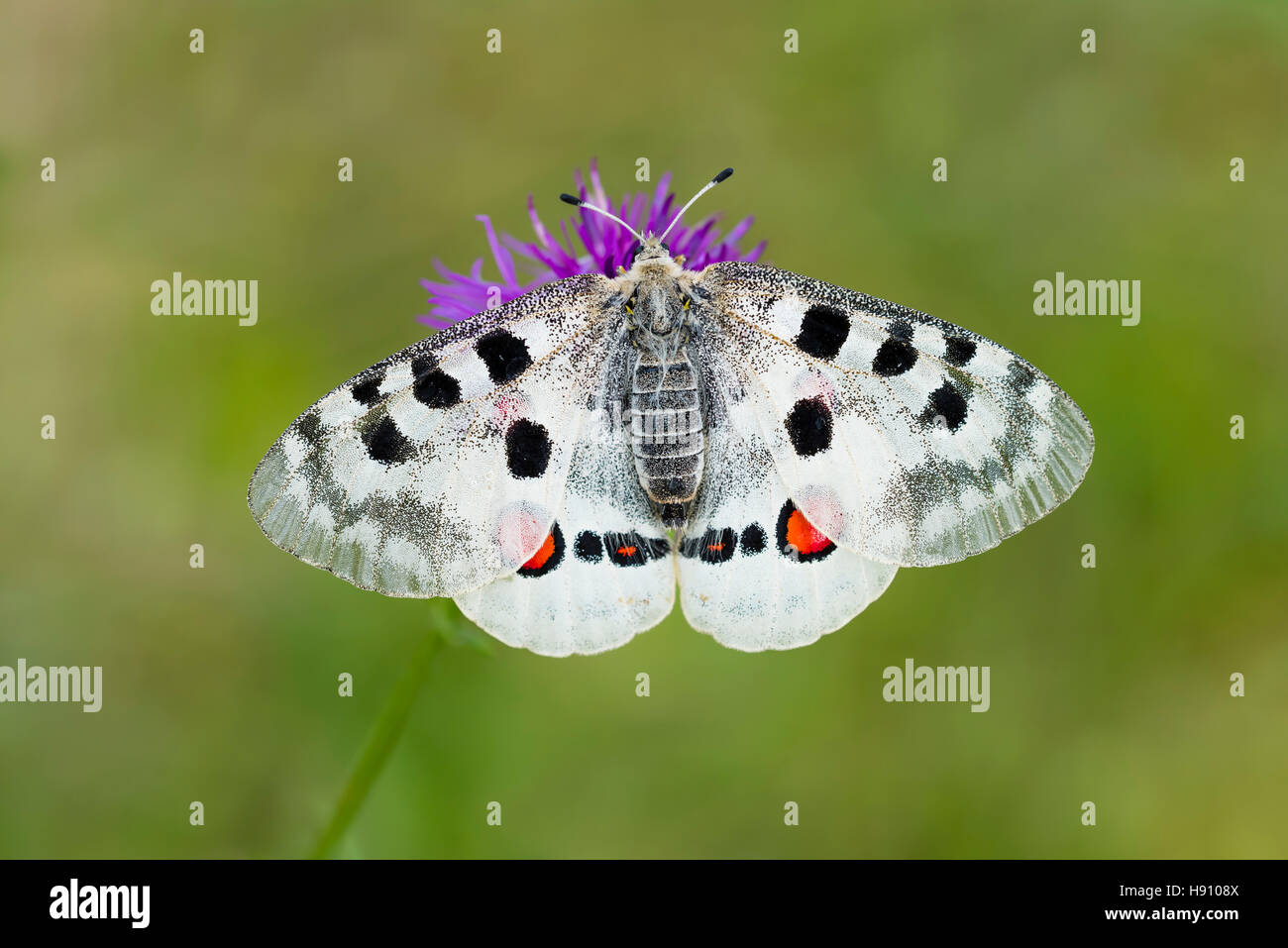 Apollofalter hi-res stock photography and images - Alamy