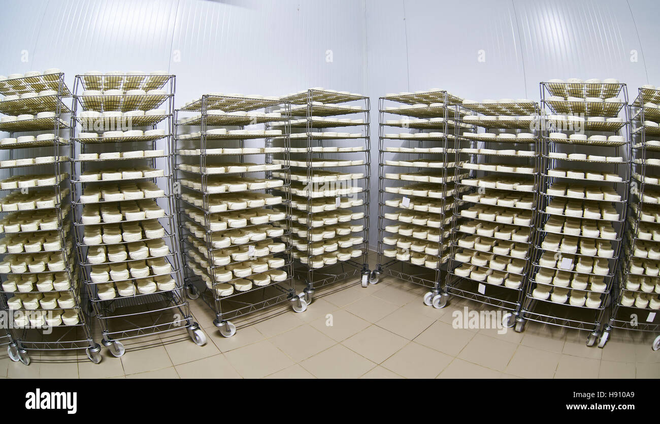 Cheese factory warehouse with shelves stacked with cheese Stock Photo ...