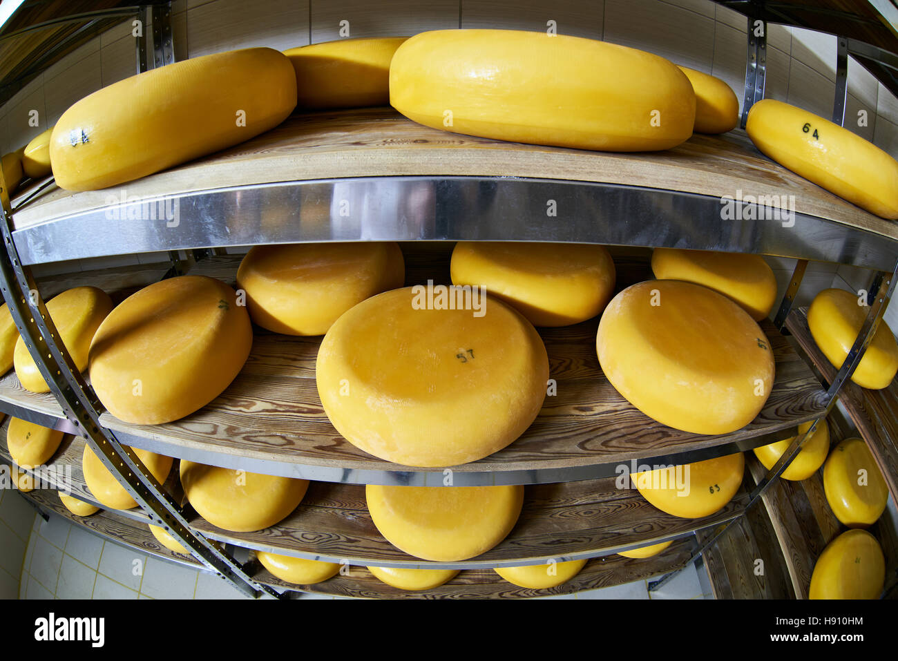 Cheese factory warehouse with shelves stacked with cheese latteria ...