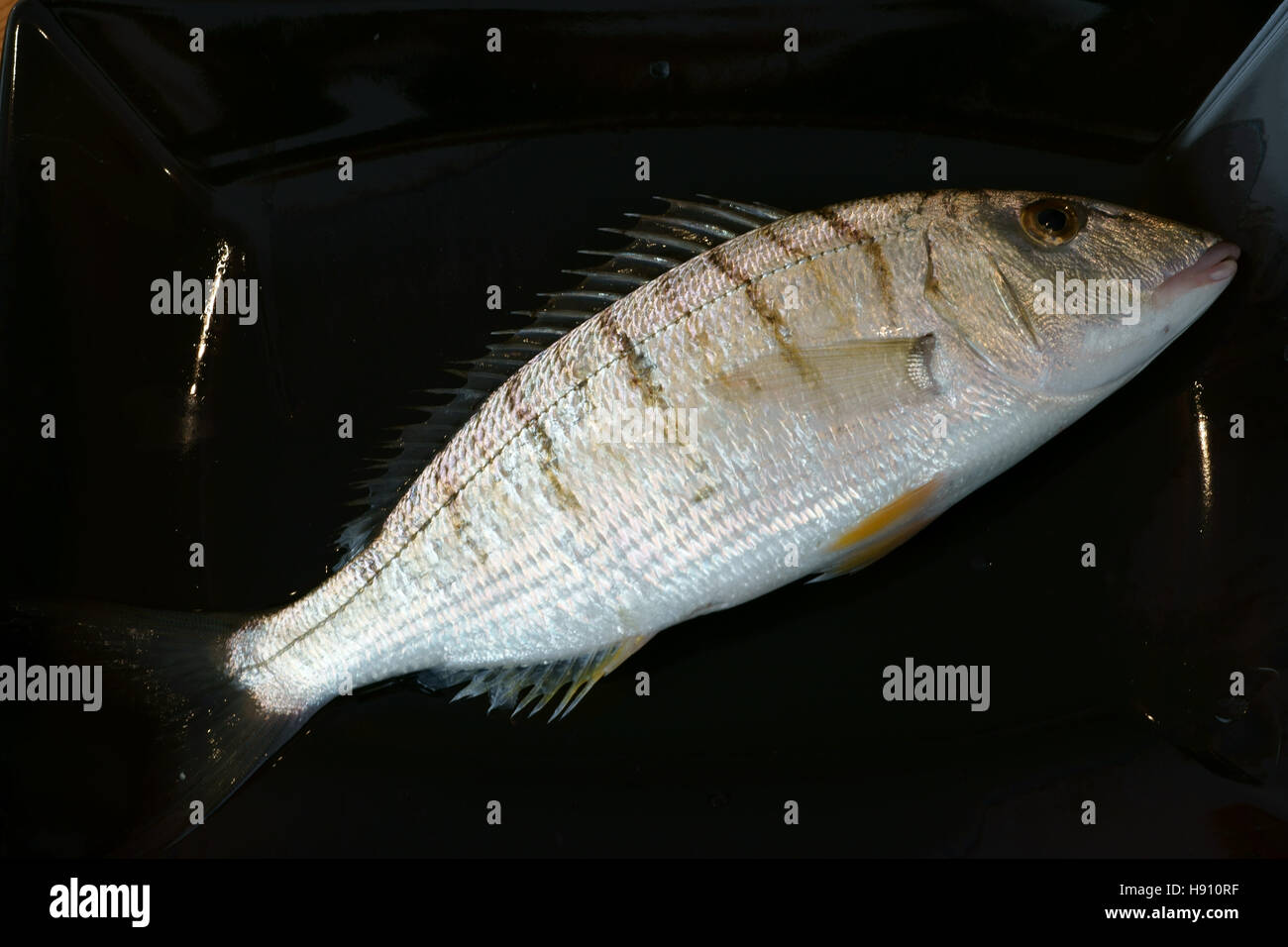 Bio crudo hi-res stock photography and images - Alamy