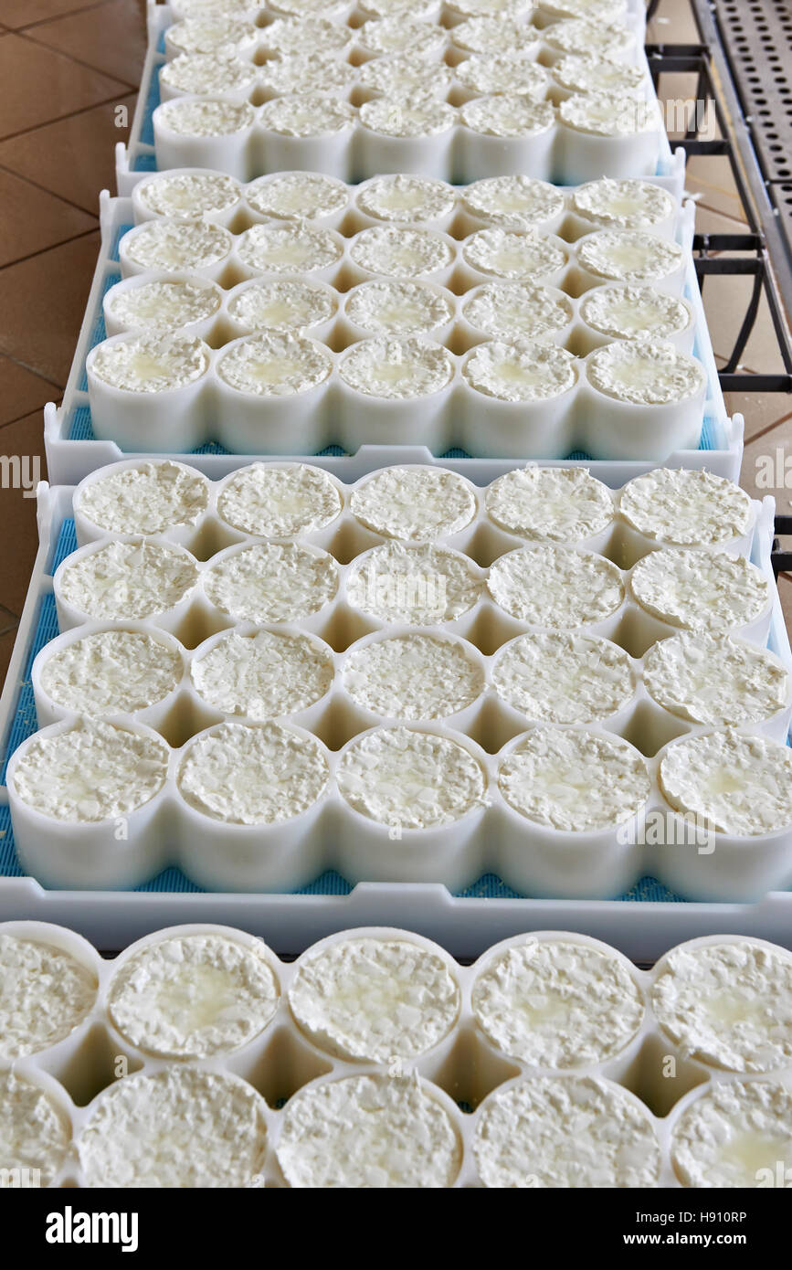 Molds with semifinished for the production of soft cheese Stock Photo ...