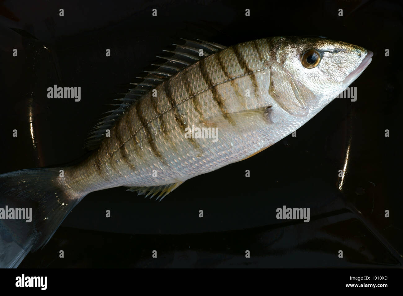 Mormoras Lithognatus mormyrus mormora pesce fish food fresh raw bio ...