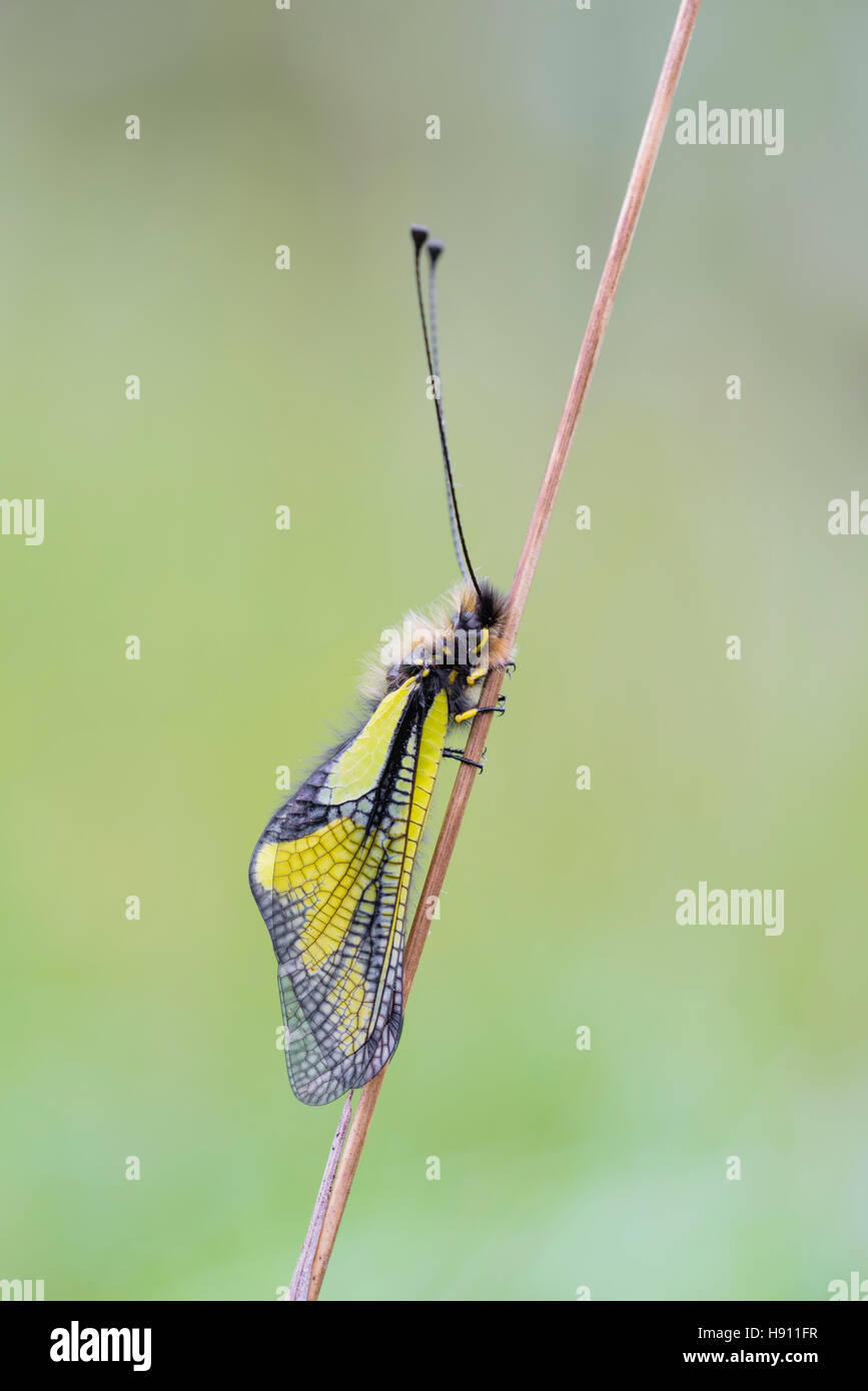 Libellen Schmetterlingshaft, Libelloides coccajus, Owlfly sulfur ...
