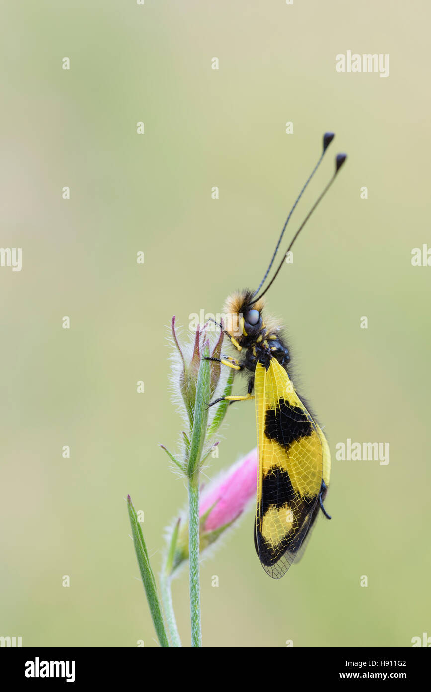 Oestliches Schmetterlingshaft, Libelloides macaronius, Ascalaphid ...