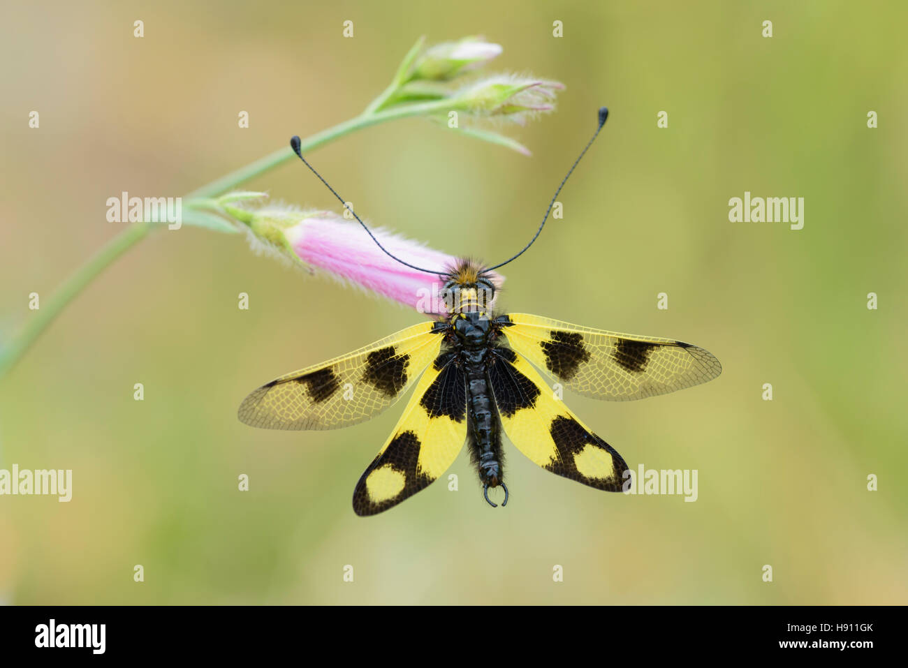 Oestliches Schmetterlingshaft, Libelloides macaronius, Ascalaphid ...