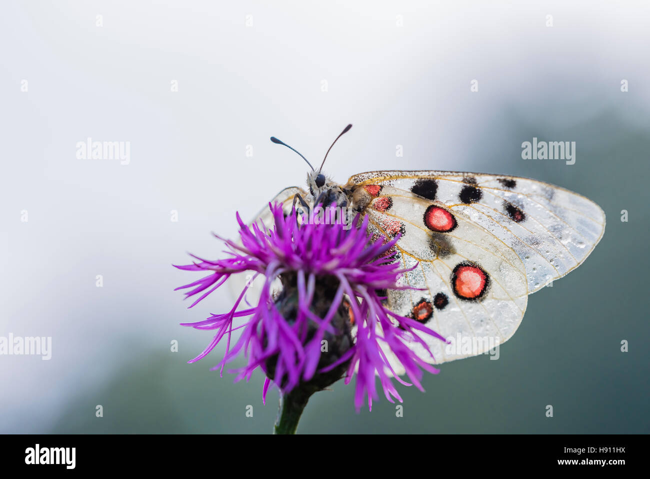 Roter Apollofalter Weibchen, Parnassius apollo lithographicus, Female ...
