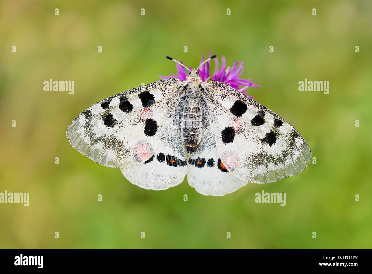 Roter Apollofalter Weibchen, Parnassius apollo lithographicus, Female ...