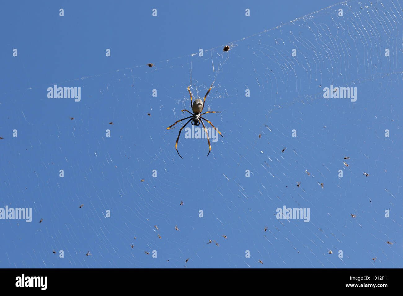 Large spider in fly covered web hi-res stock photography and images - Alamy