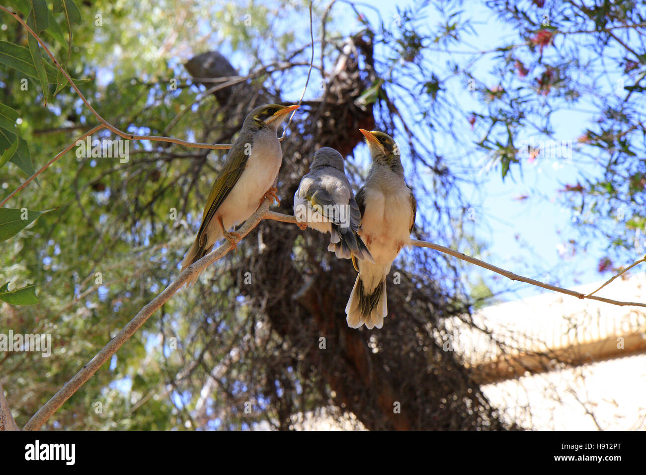 Three Yellow-Throated Miner birds, with one turning it's back on others ...