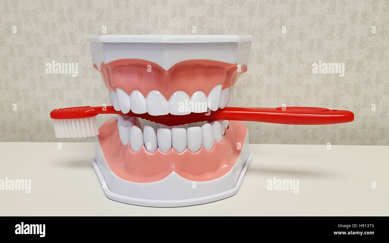 set of white teeth biting a red toothbrush Stock Photo - Alamy