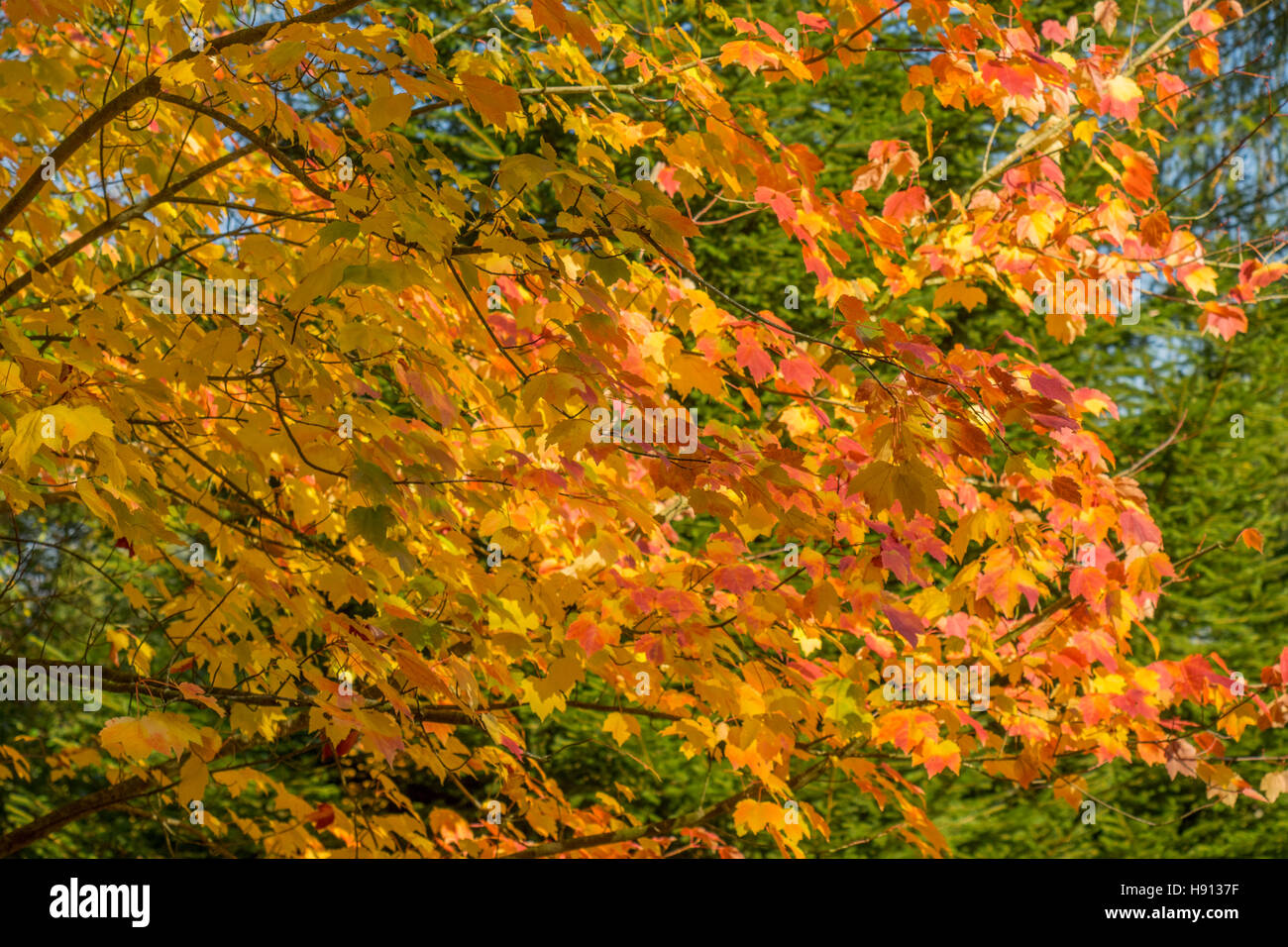 Acer rubrum scanlon hi-res stock photography and images - Alamy