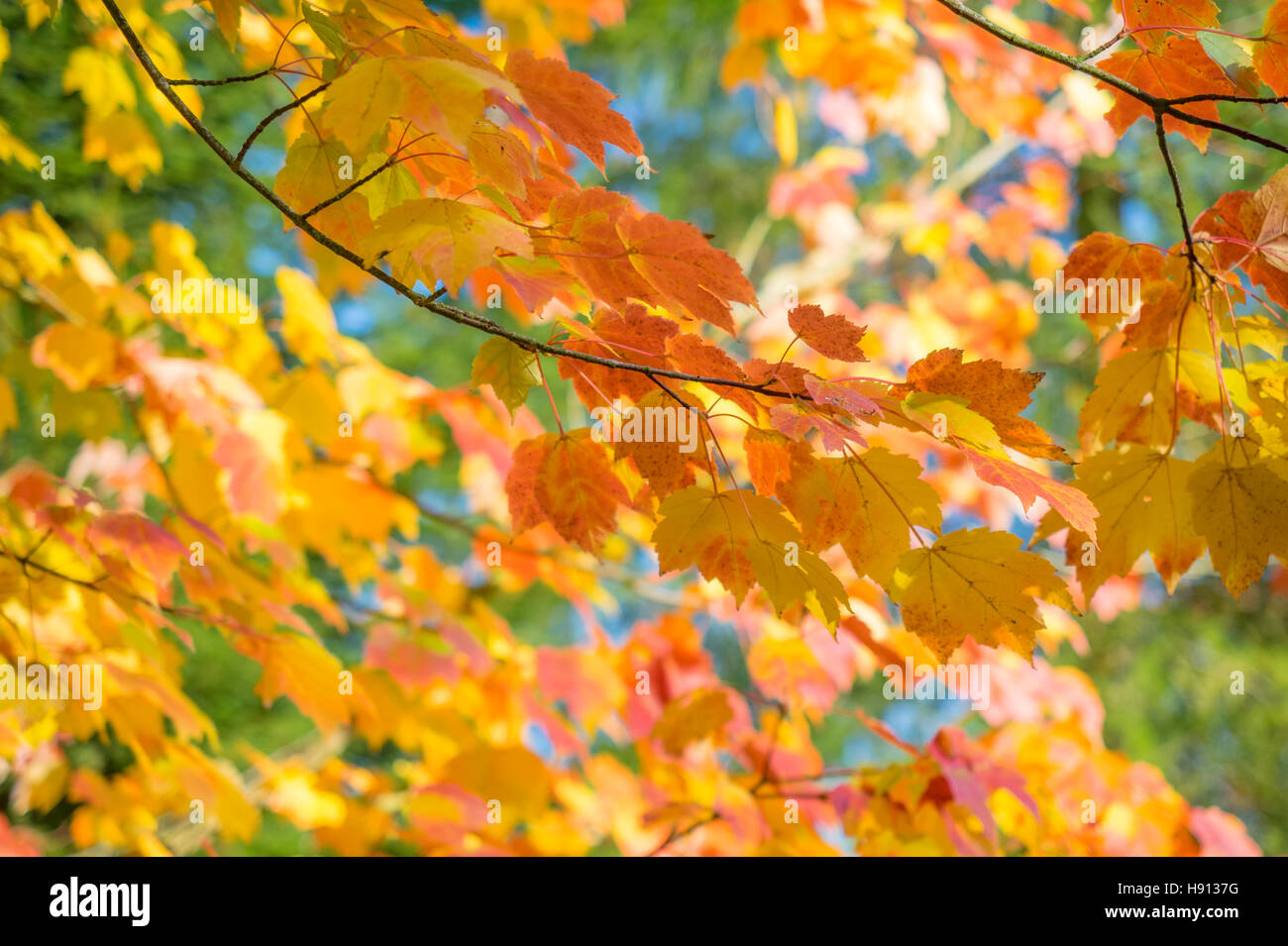 Acer rubrum scanlon canadian maple hi-res stock photography and images ...