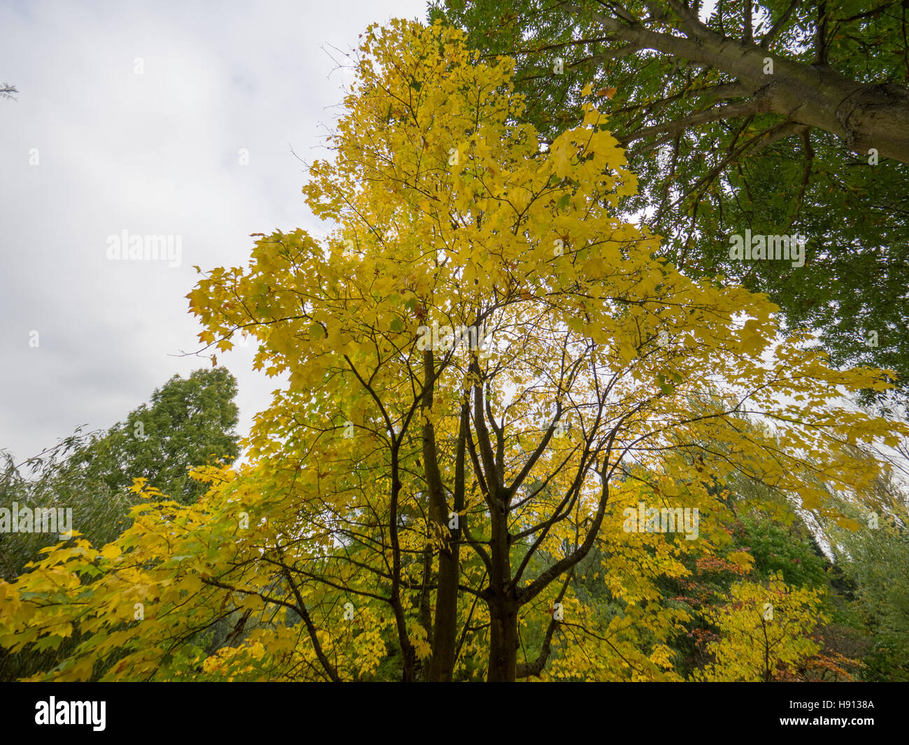 ACER CAPPADOCICUM AT BODENHAM ARBORETUM WORCESTERSHIRE Stock Photo - Alamy