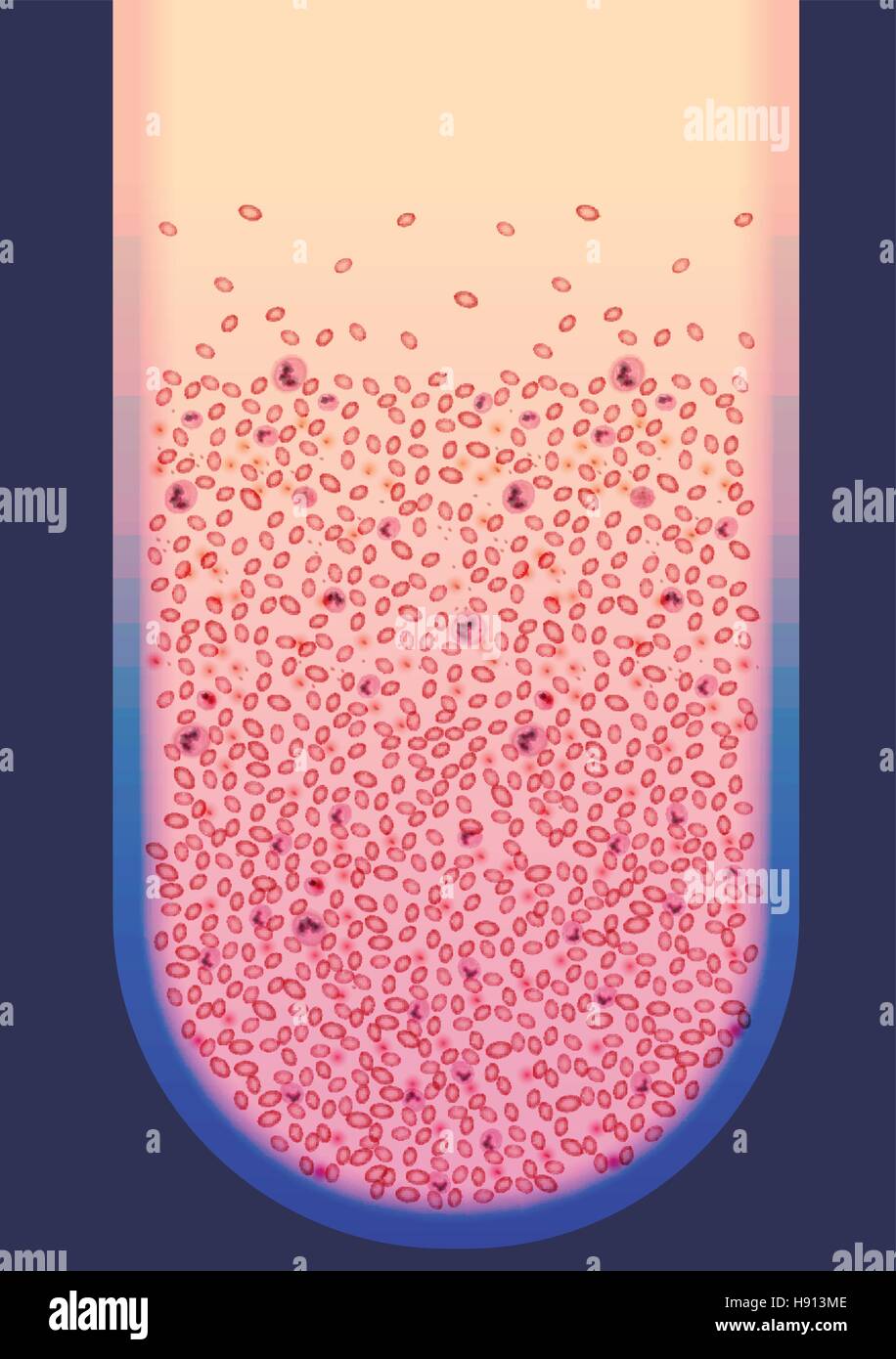 Blood Cells and Plasma in Vial - Vector Illustration Stock Vector Image ...