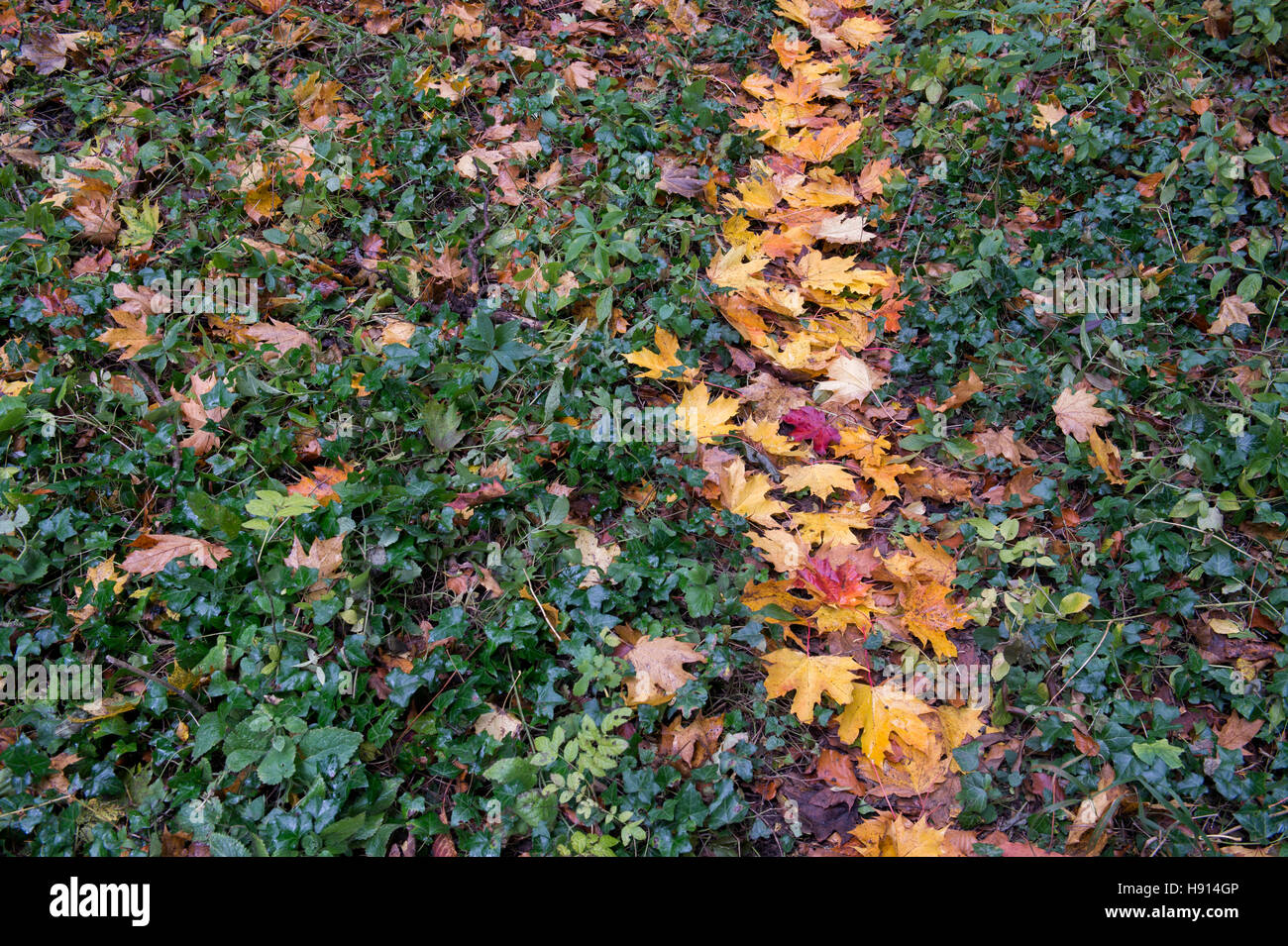 Acer Saccharum. Sugar Maple tree leaves on a woodland pathway in autumn ...