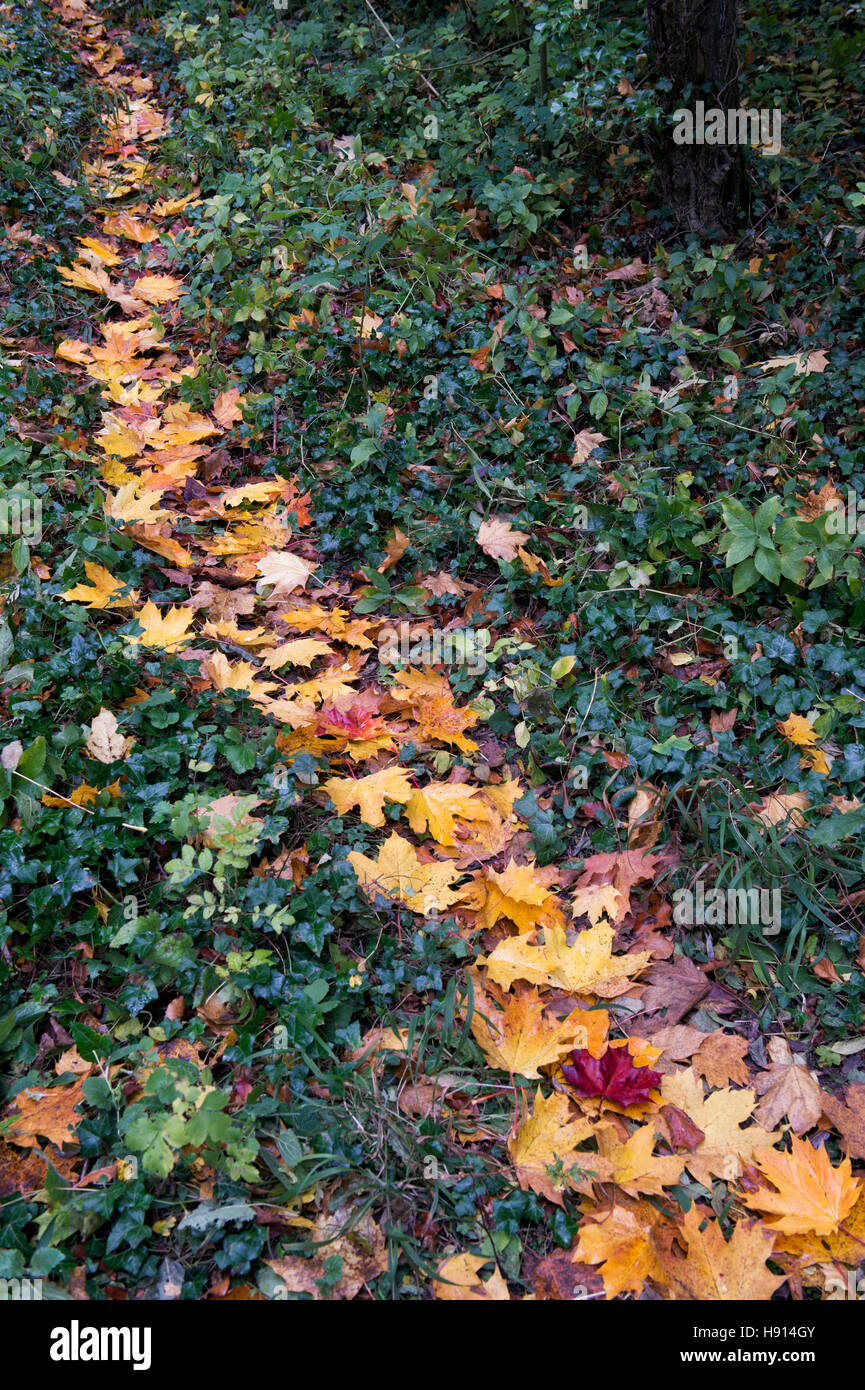 Acer Saccharum. Sugar Maple tree leaves on a woodland pathway in autumn ...