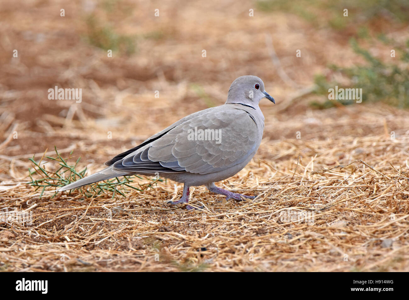 Collared dove wild bird hi-res stock photography and images - Alamy
