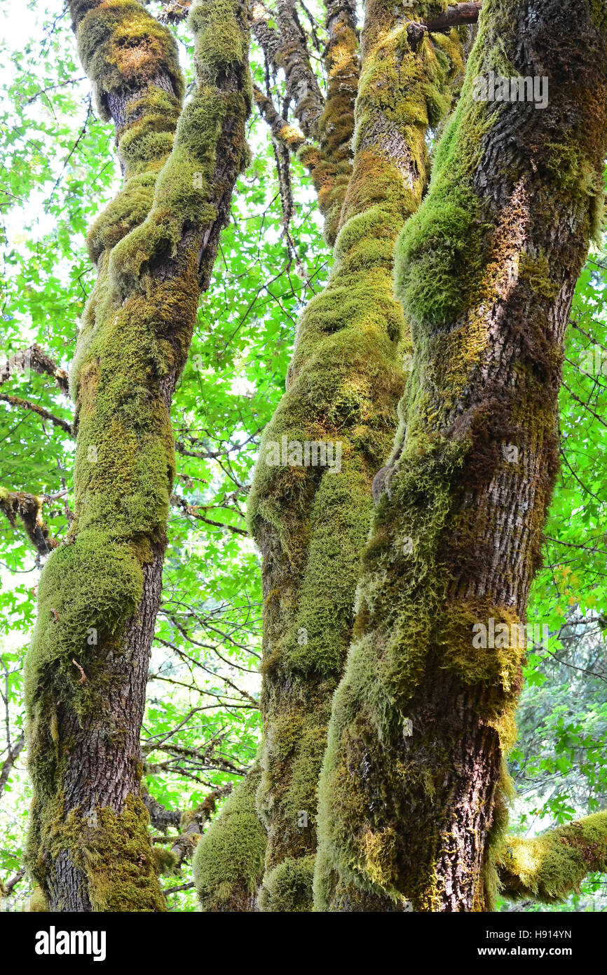 Old growth hi-res stock photography and images - Alamy